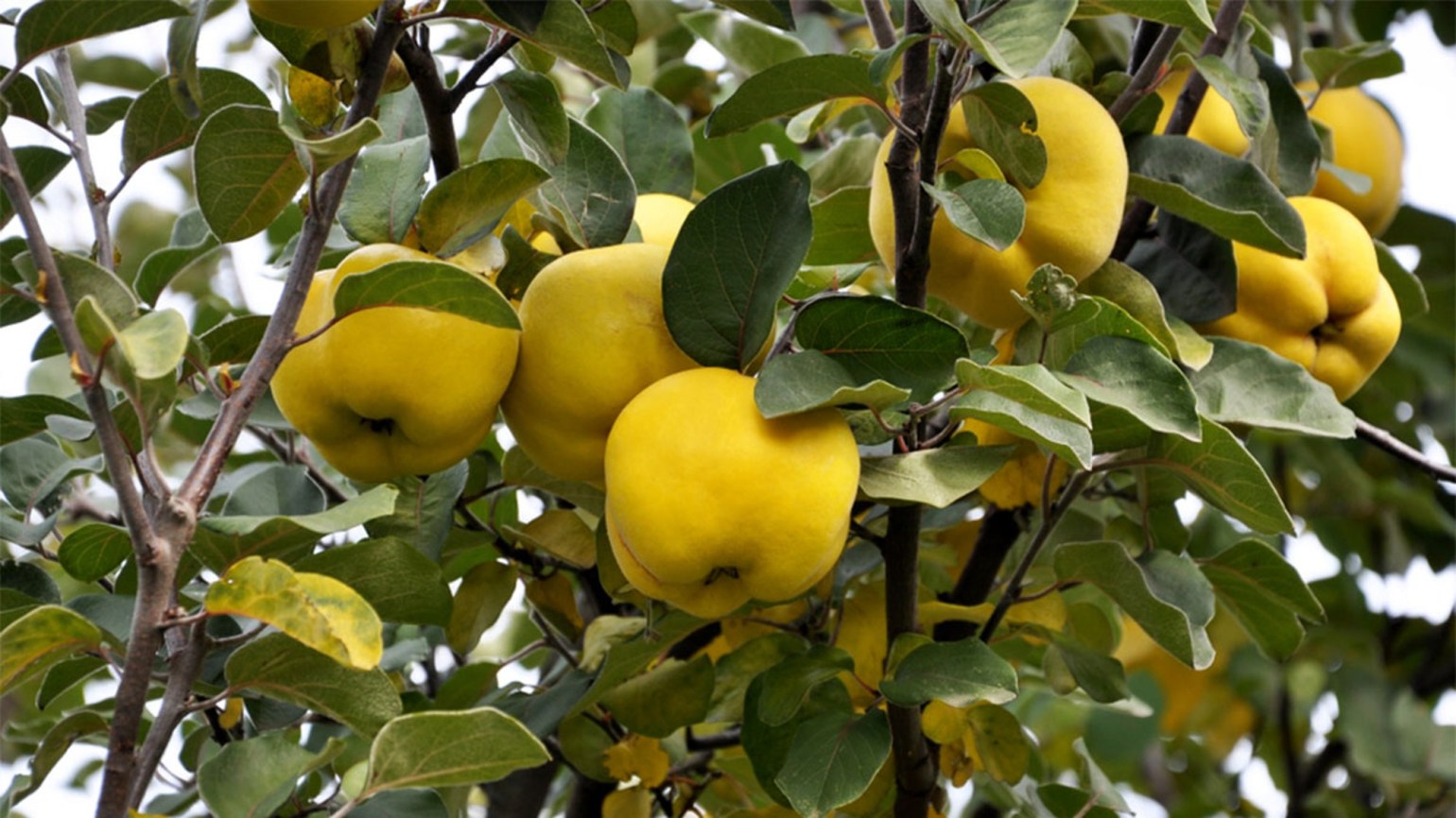 Gem de gutui cu mere pentru iarnă. Cum să îl faci să reziste perfect