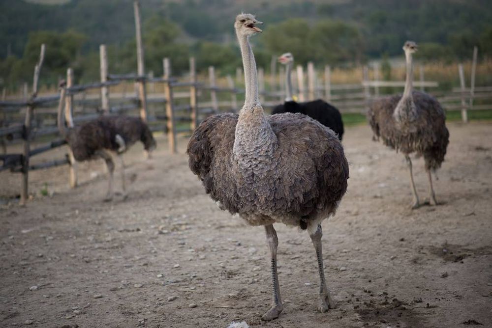 Afacere de milioane în Iași, unde un cuplu a investit toate economiile ...