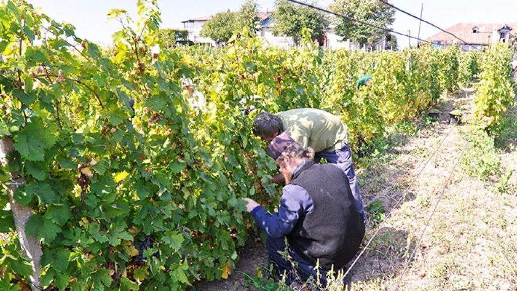 Seceta schimbă modul de lucru al viticultorilor. Unde a început deja ...