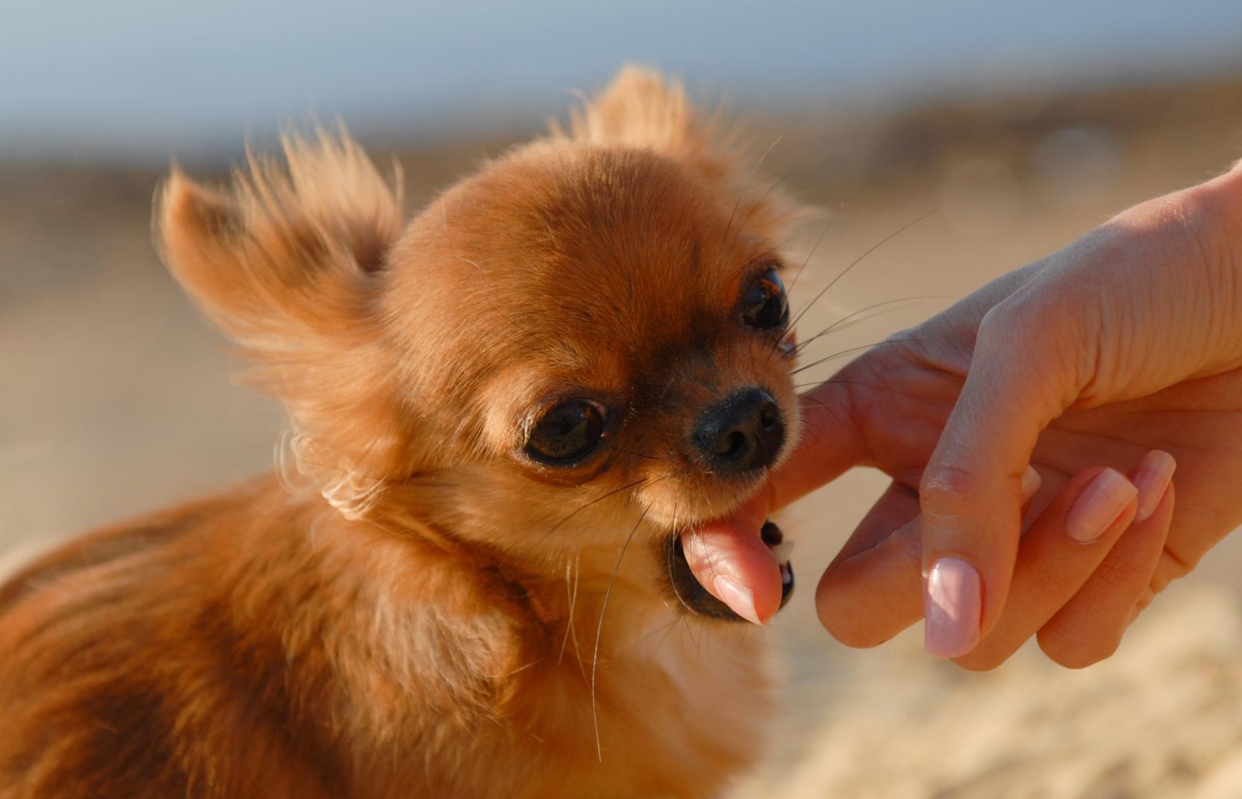 Ce înseamnă când visezi că te mușcă un câine. Ce prevestește acest vis ...