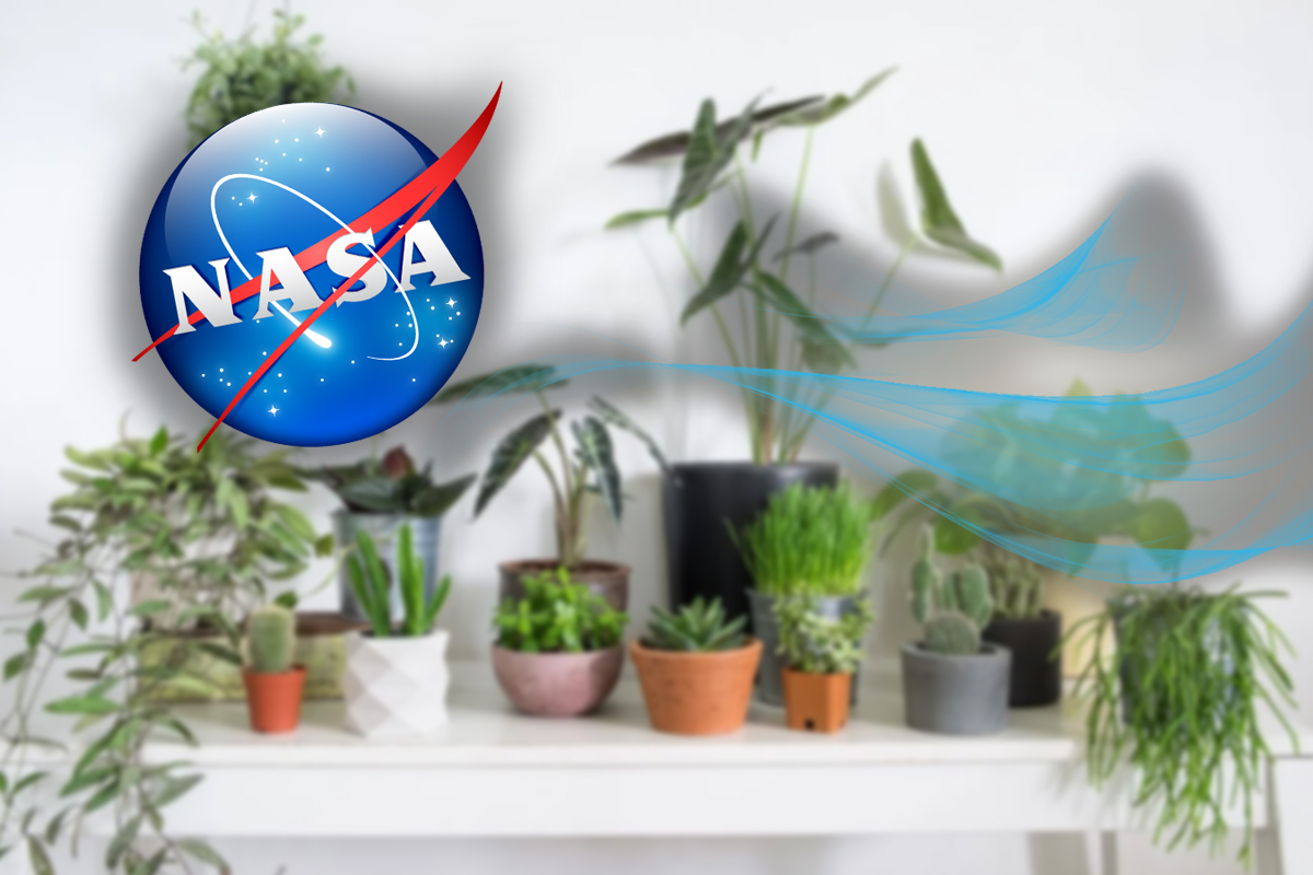 Planta care curăță aerul din casă în doar 24 de ore. Chiar experții de ...